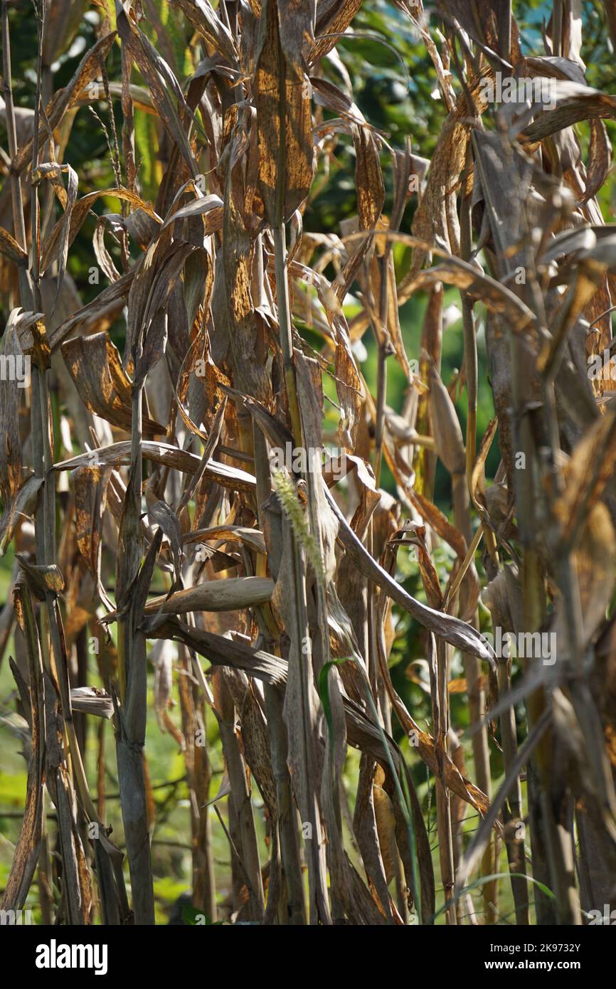 The tree of corn the tree with a natural background Stock Photo - Alamy