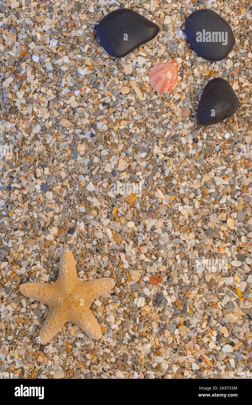 Shells on a background of pebbles and small broken shells with free ...