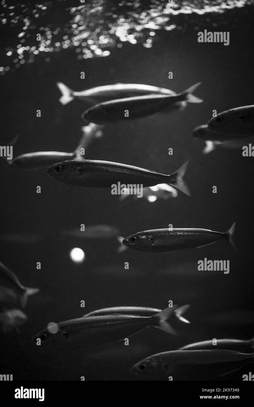 A grayscale of Sardine fish swimming underwater Stock Photo - Alamy