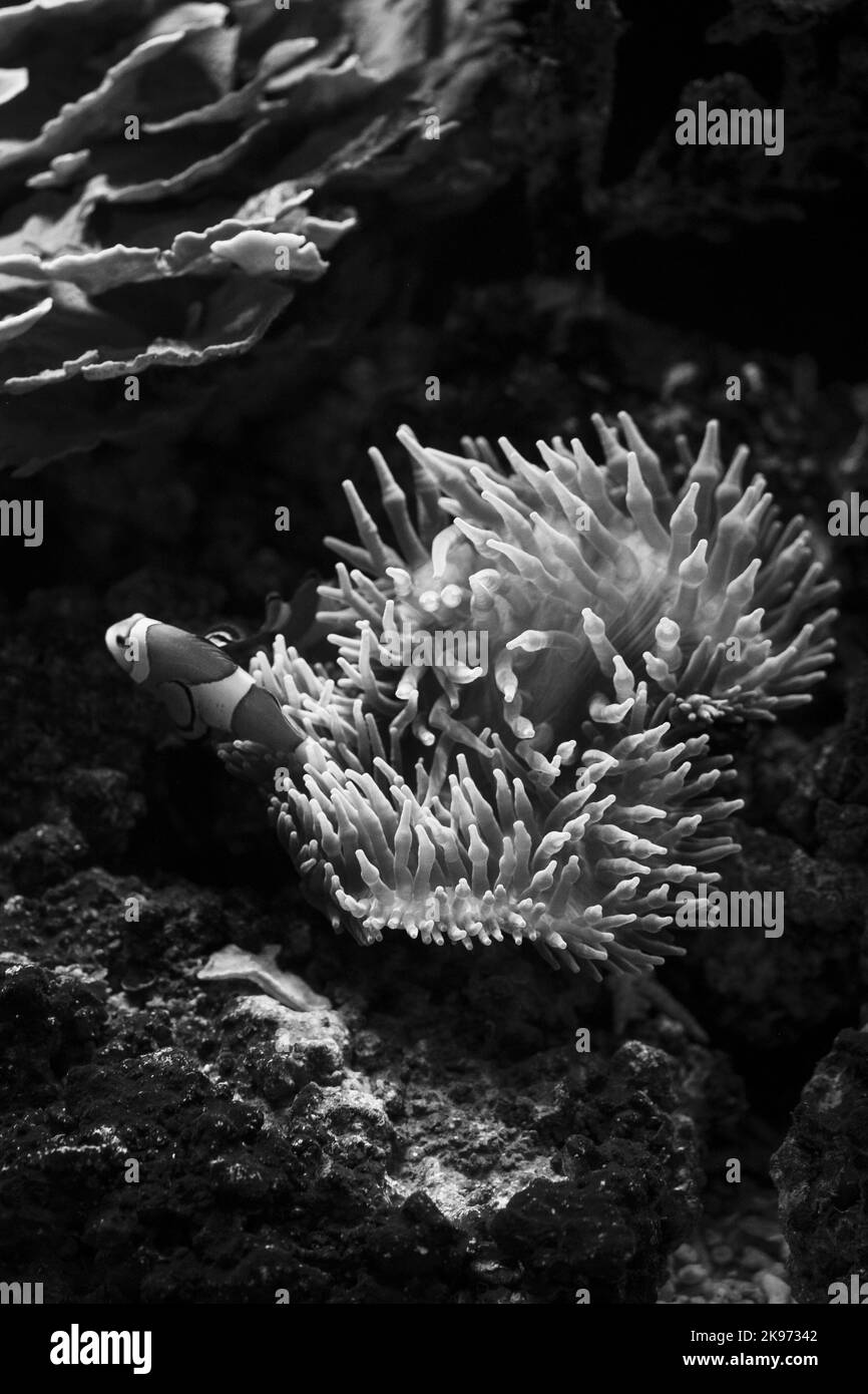 A grayscale of small fish swimming underwater Stock Photo - Alamy