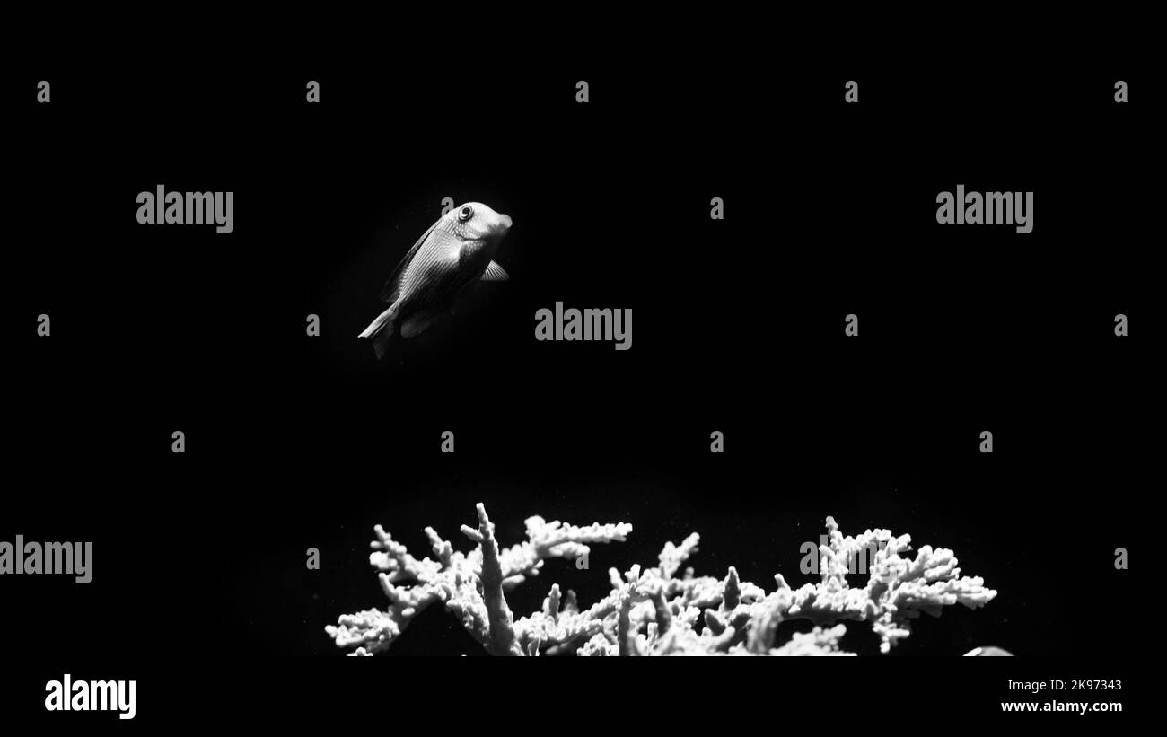 A grayscale of small fish swimming underwater Stock Photo - Alamy