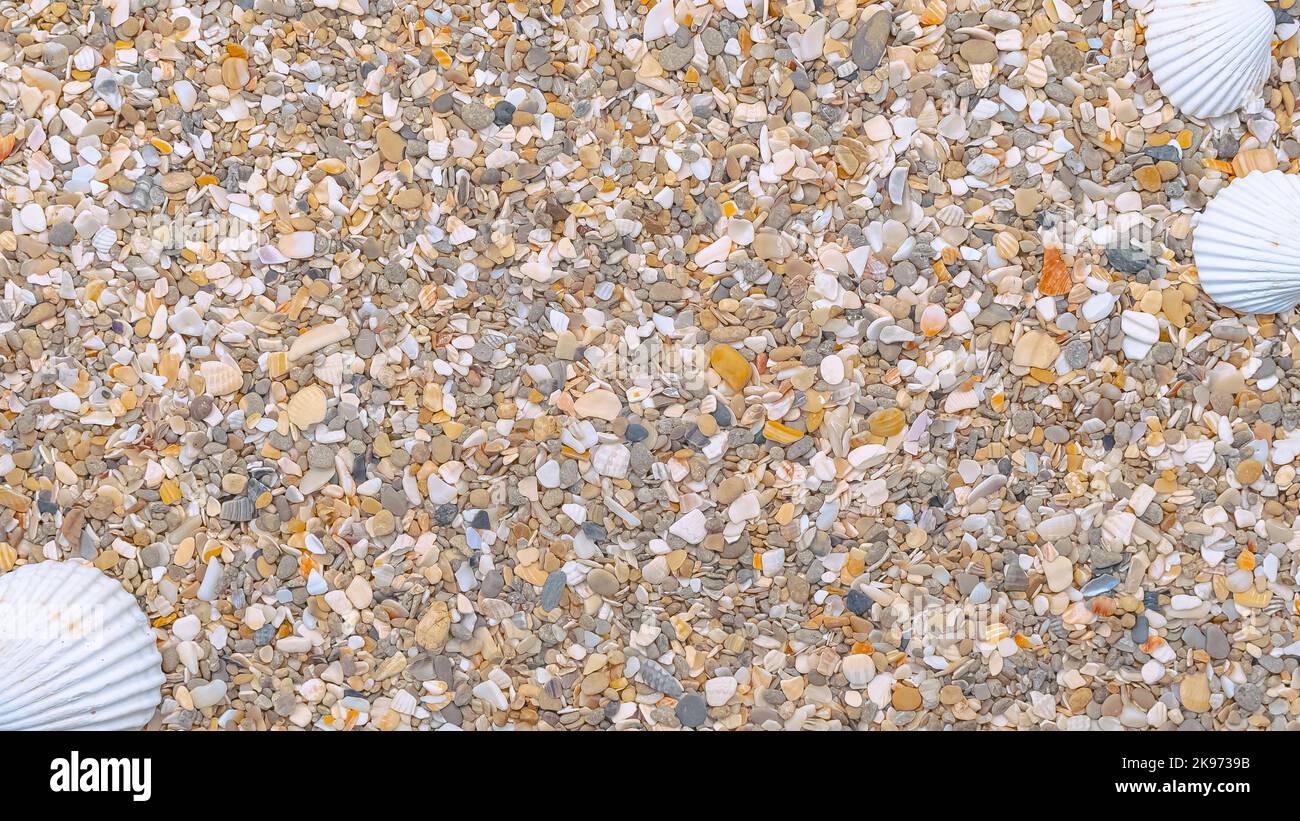 Shells on a background of pebbles and small broken shells with free ...