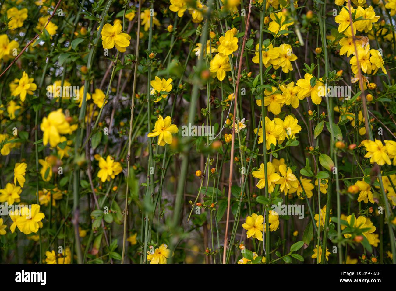 ivy background with yellow flowers ,yellow green backdrop Stock Photo ...