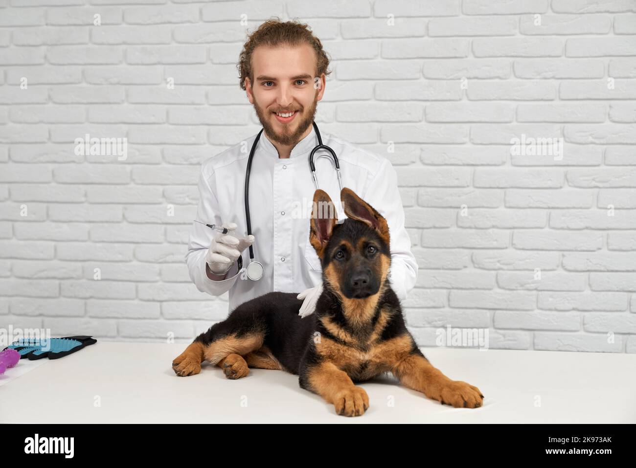 Portrait of German Shepherd and his lifesaver. Dog hoding ears up ...