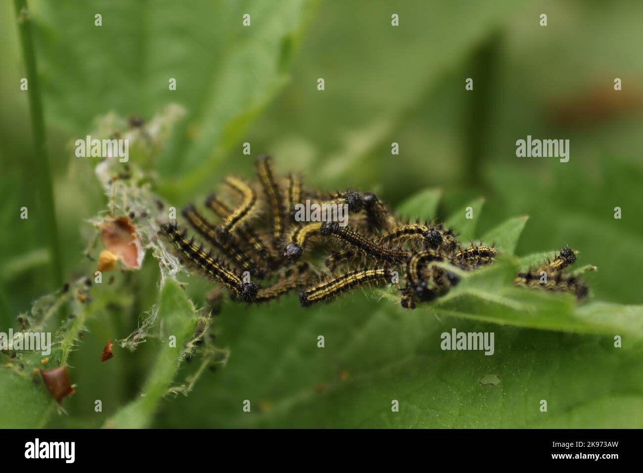 A macro shot of caterpillars on young green leaf in a garden Stock ...