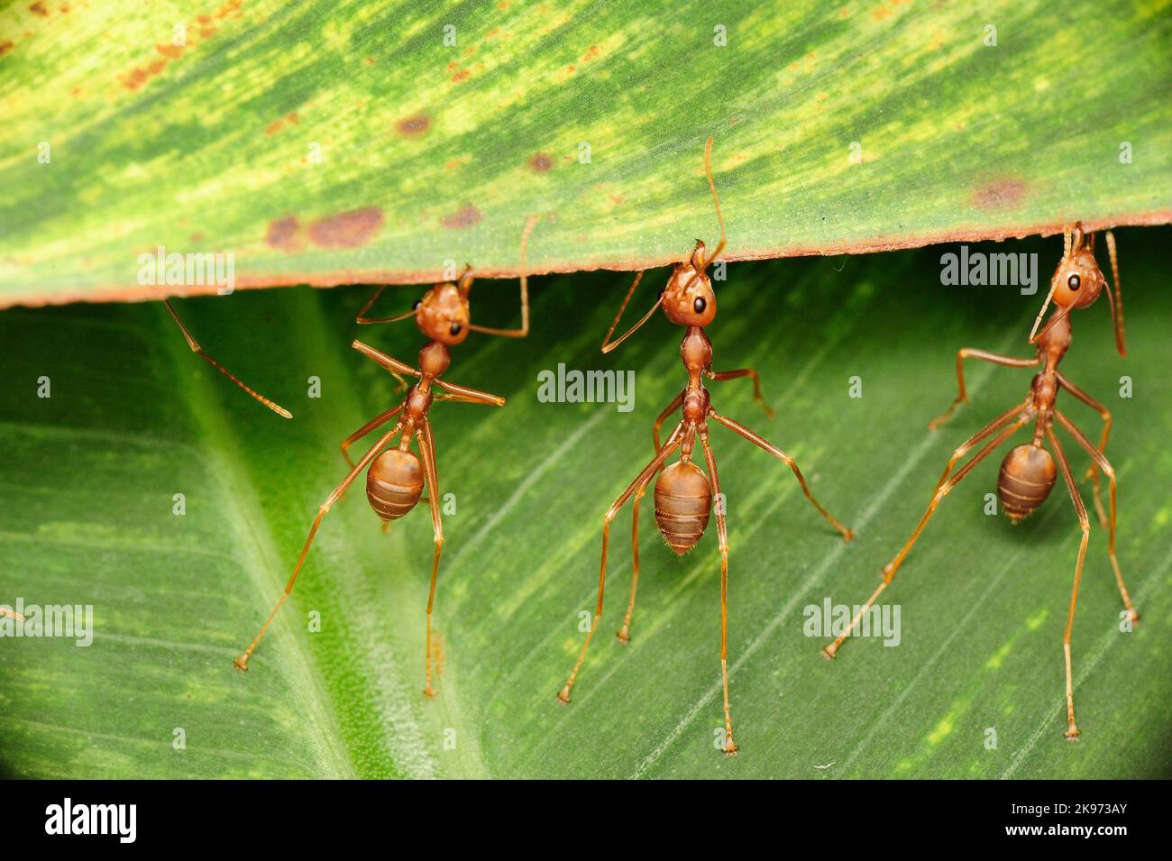 A macro shot of weaver ants pulling a green leaf Stock Photo - Alamy