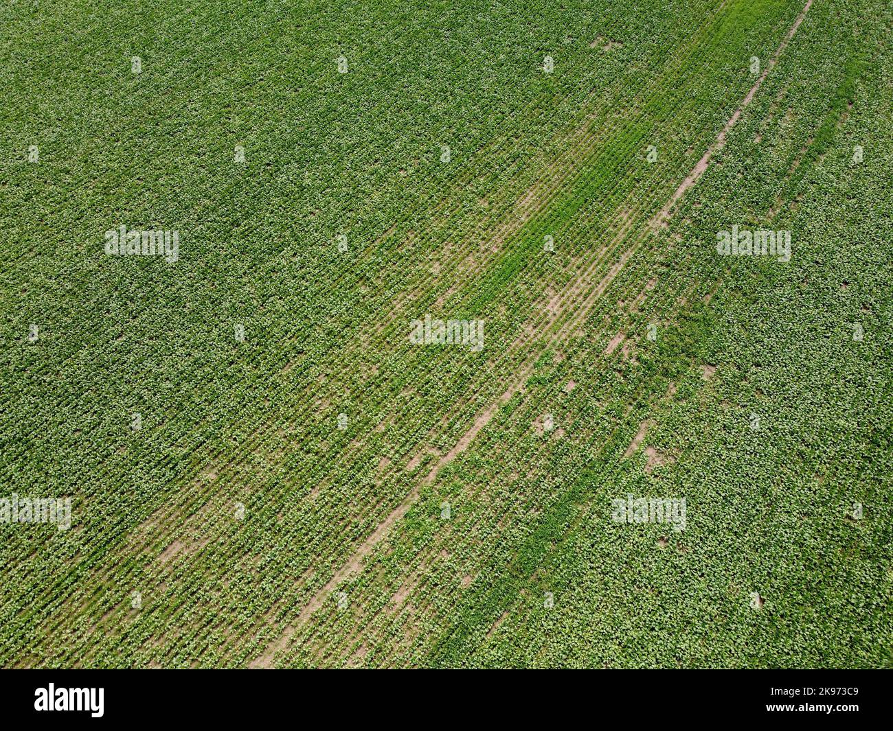 Aerial view of an agricultural field with grain planted in spring in ...