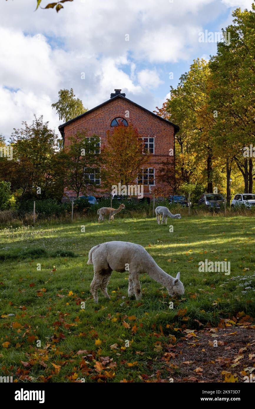 Alpaca in the historic Mathildedal village in autumn. Salo, Finland ...