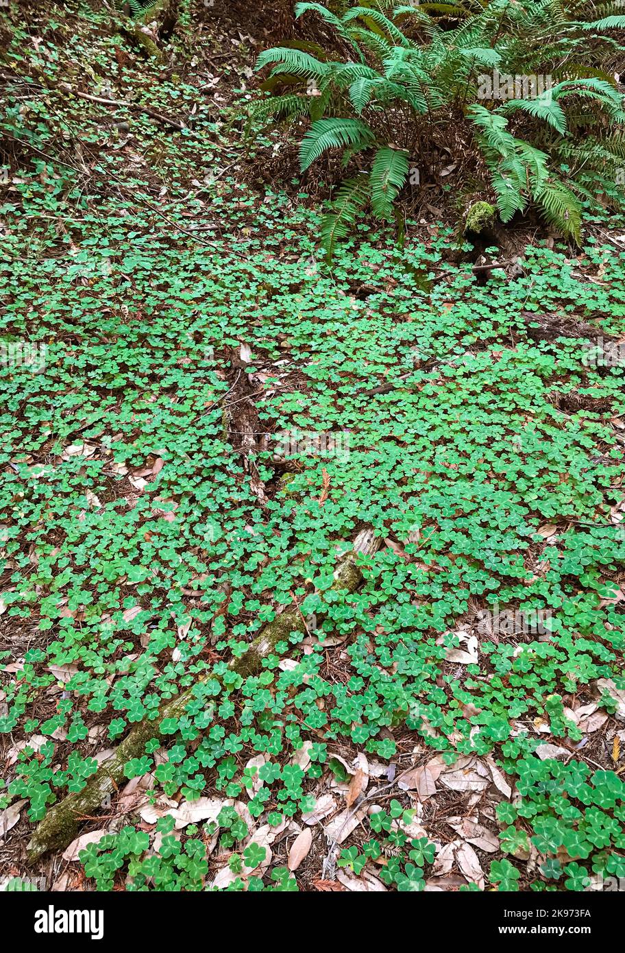 Clover covers the forest floor where ferns grow in clumps of green ...
