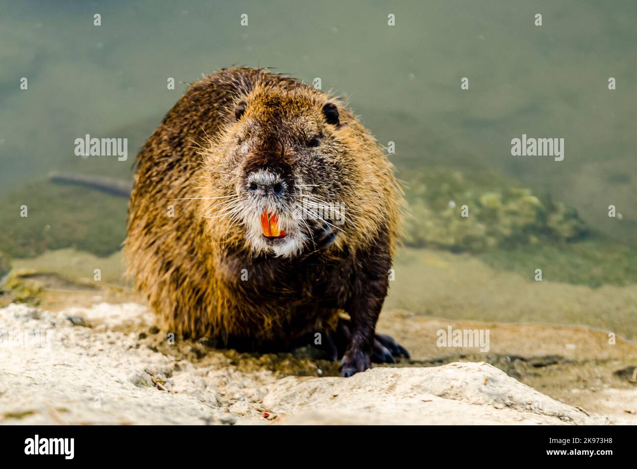 A cute, fluffy and wet nutria with orange teeth and long whiskers ...