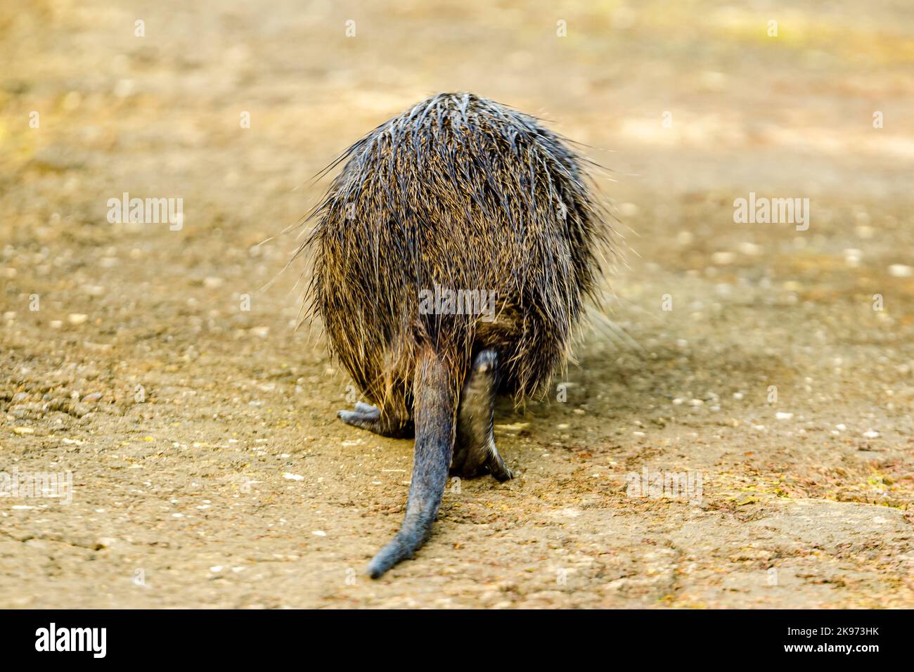 A cute, fluffy nutria with ragged wet fur and a long tail coming out of ...