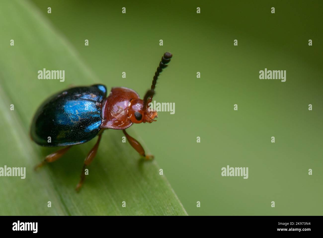 Ungus ungus hi-res stock photography and images - Alamy