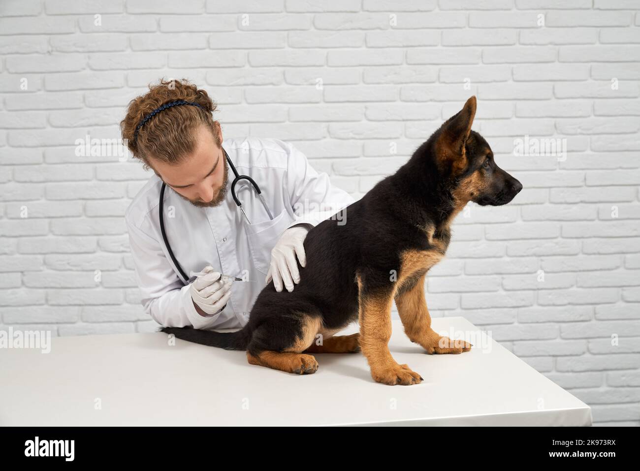 Side view of male vet finding place for injection and Alsatian ...