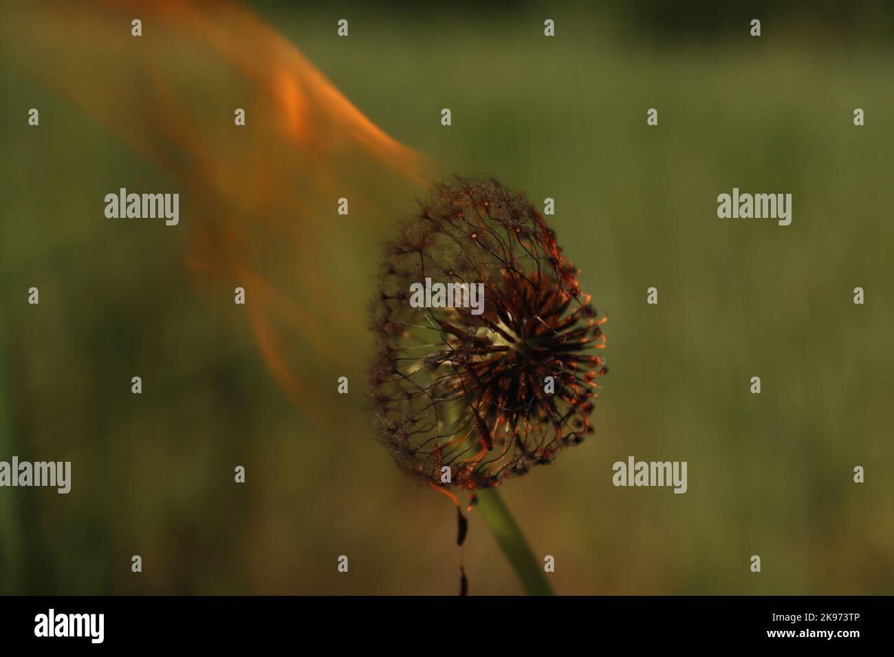 A burning dandelion with green background Stock Photo - Alamy