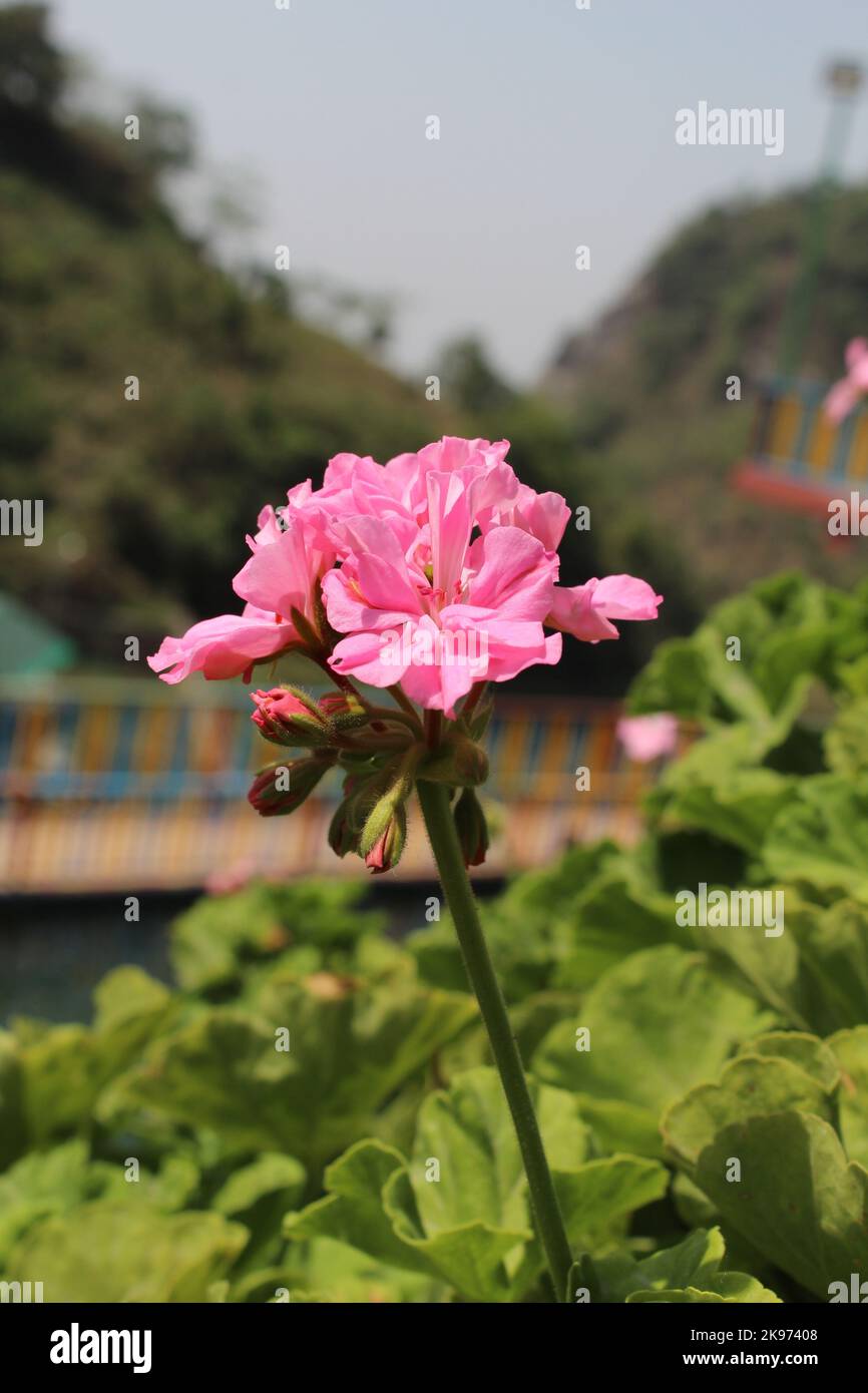 Vertical shot beautiful spring hi-res stock photography and images - Alamy