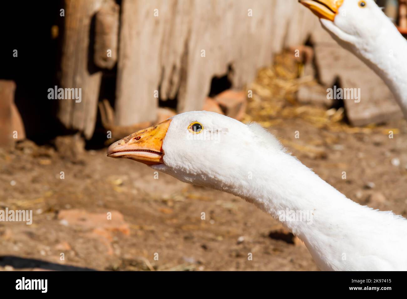 White geese. Poultry farm. Beautiful white geese in rays of bright sun ...