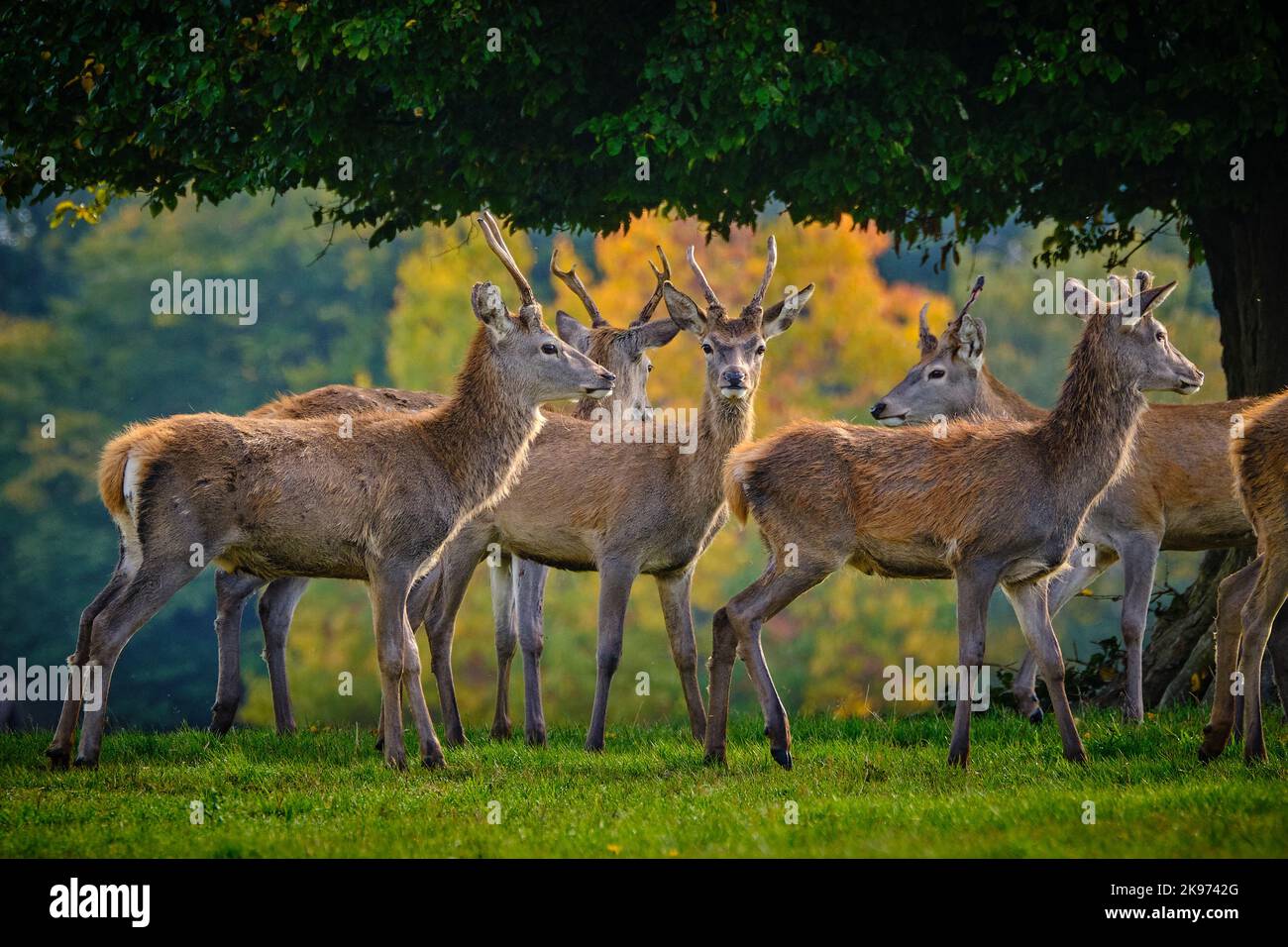 Deer house field hi-res stock photography and images - Alamy