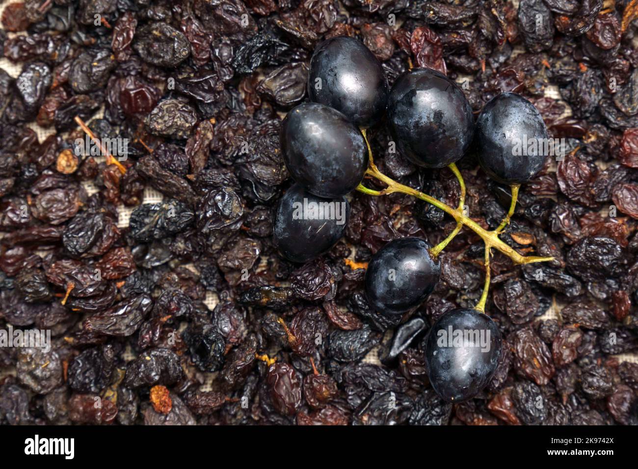 Dried black raisins in bowl with fresh organic grapes, background ...