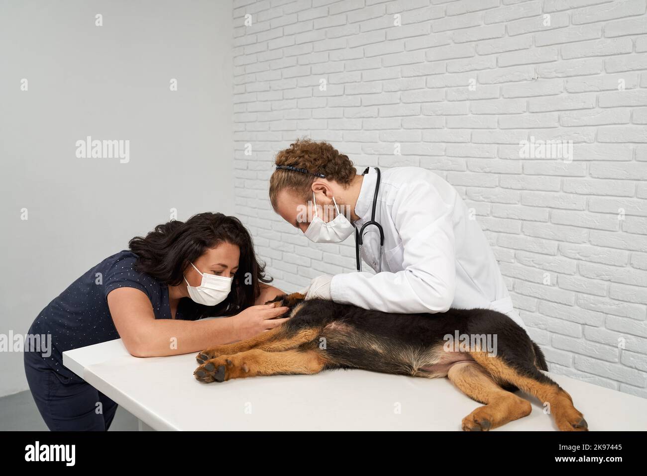 Portrait caring dark haired female soothing Alsatian at vet appointment ...
