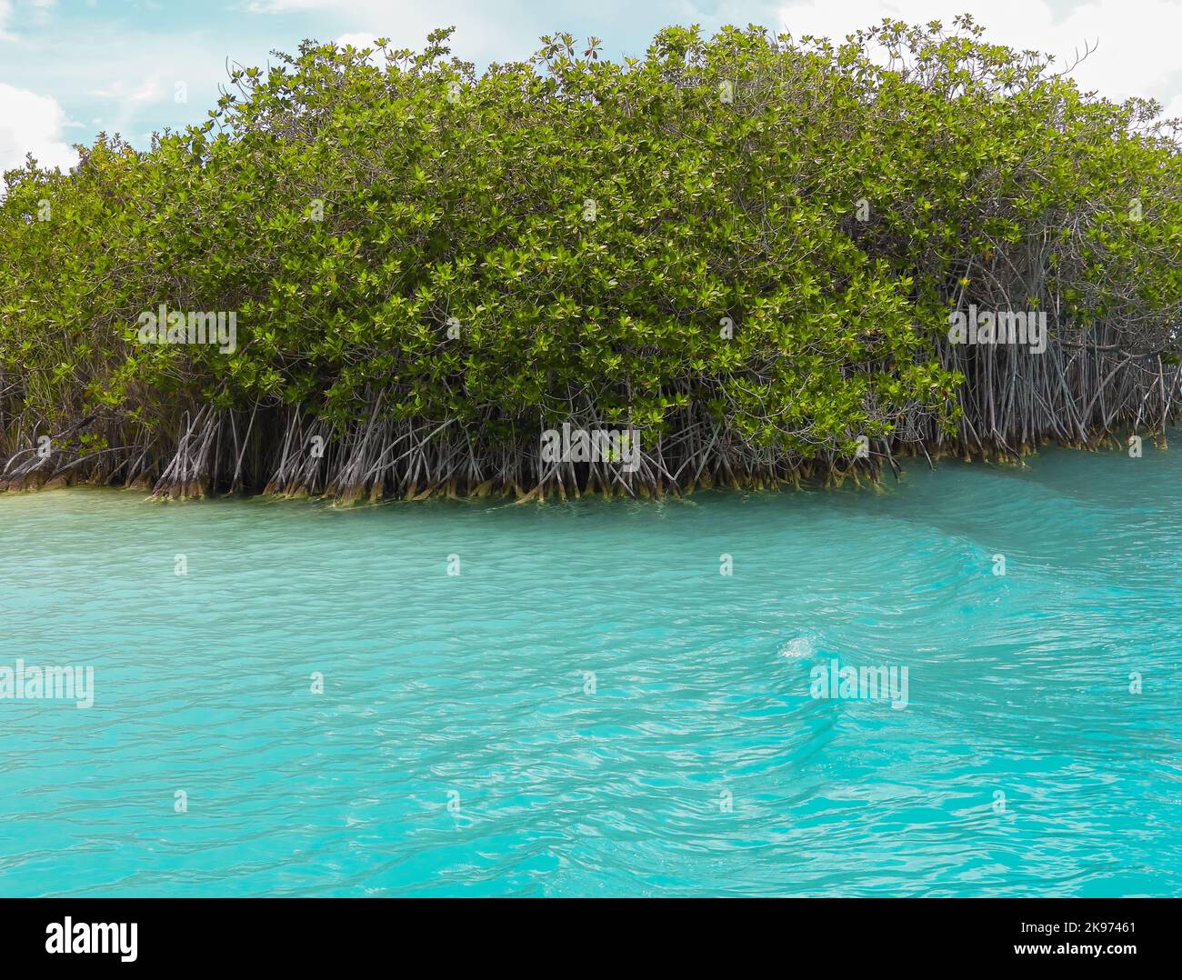 A sea with blue water and tall long green trees Stock Photo - Alamy