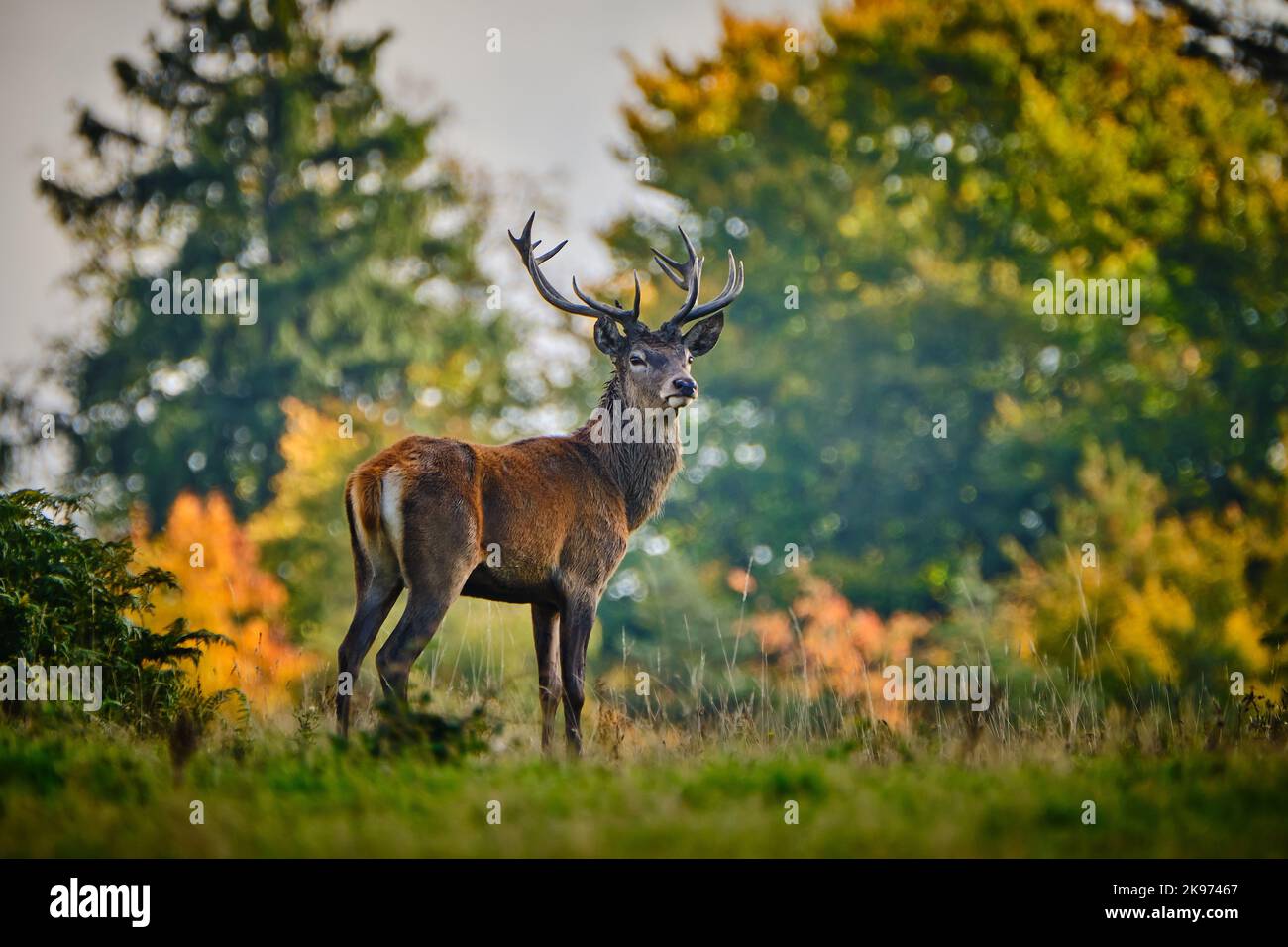Daylight and countryside autumn hi-res stock photography and images - Alamy