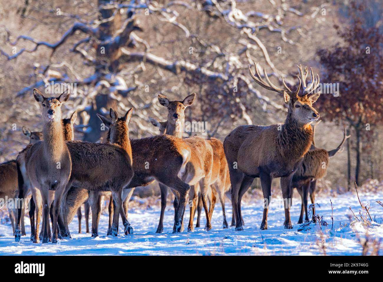 Red stag and hinds in winter snow Stock Photo - Alamy