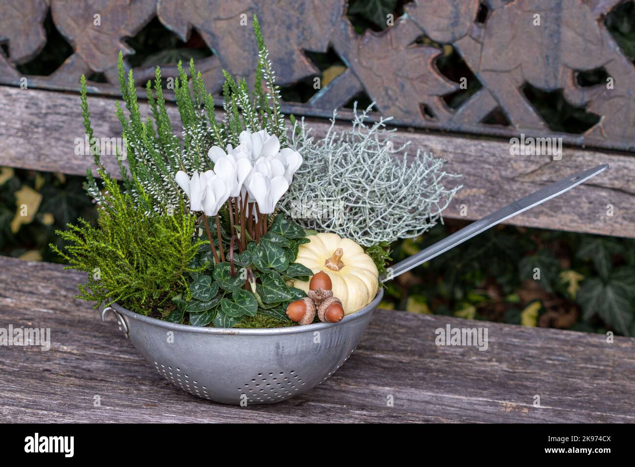 white cyclamen flower, barbed wire plant, shrub veronica and heather ...