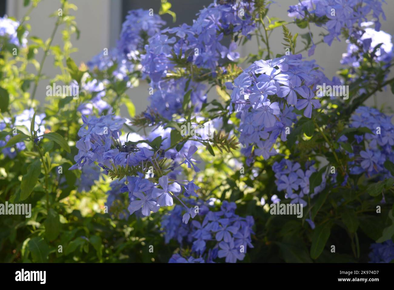 Leadworts hi-res stock photography and images - Alamy