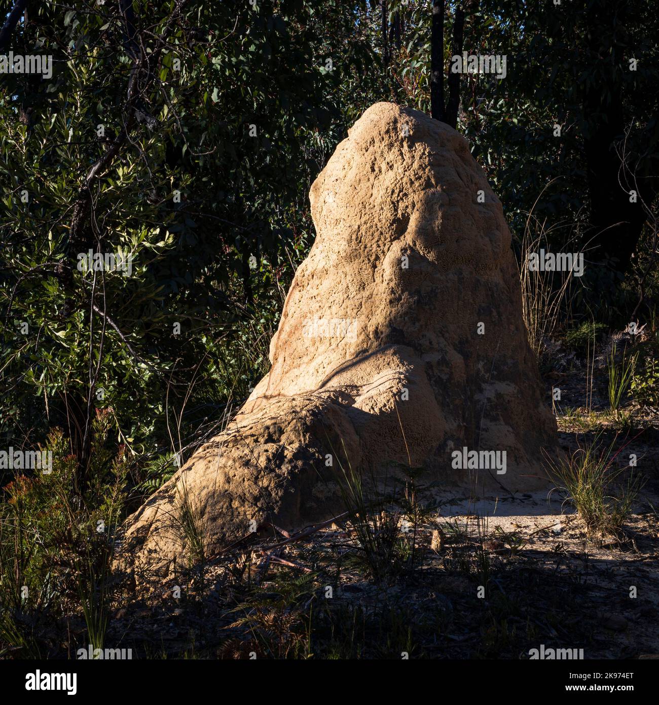 The ant hill near mount banks in blue mountains in Australia Stock ...