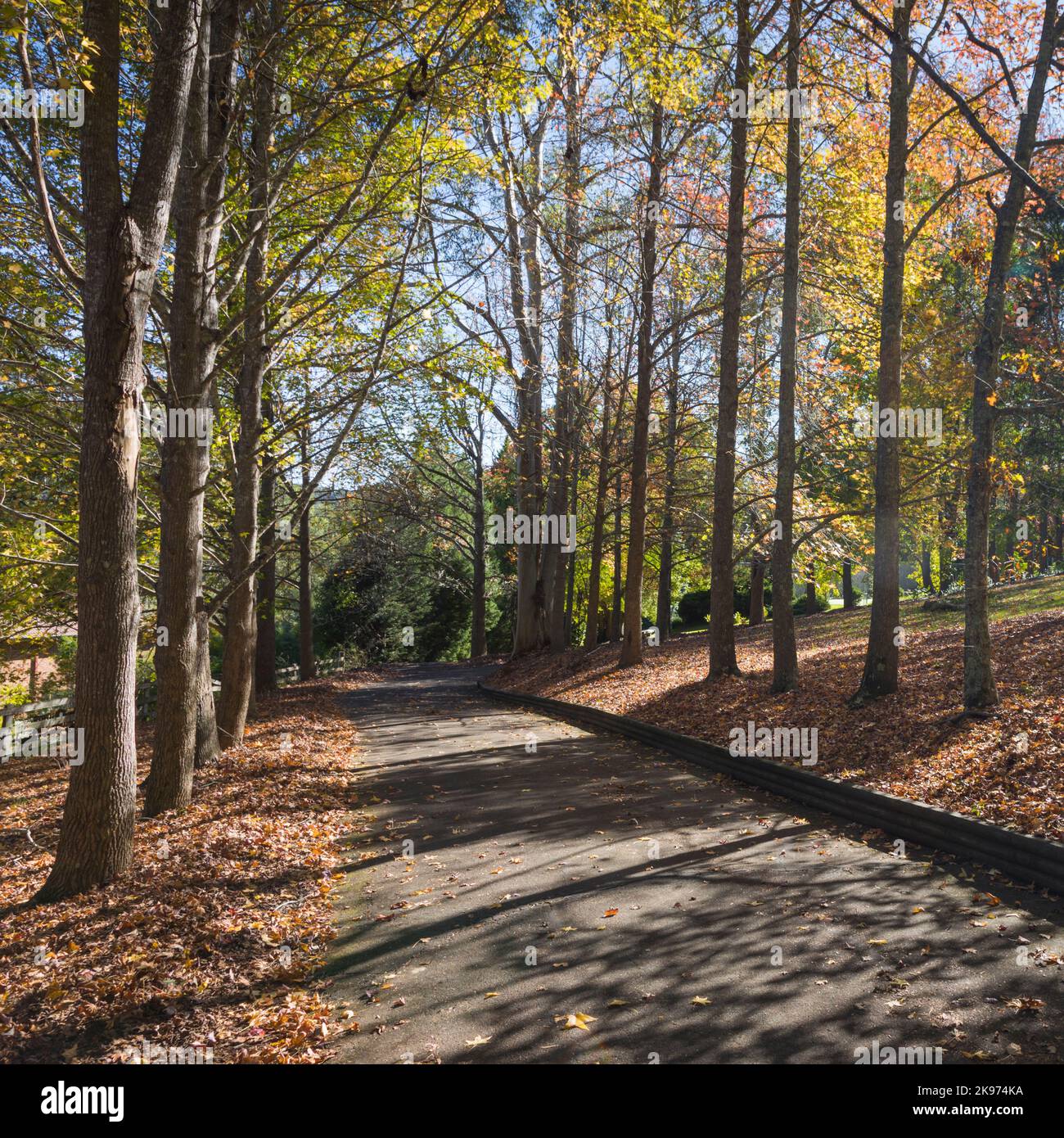 Asphalt road surrounded trees hi-res stock photography and images - Alamy