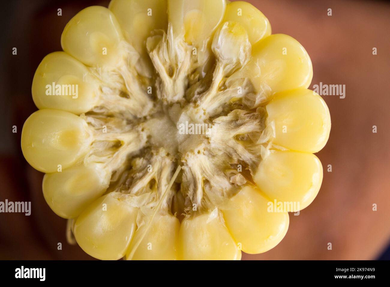 A top view of a sweet corn cob on blurred background Stock Photo - Alamy