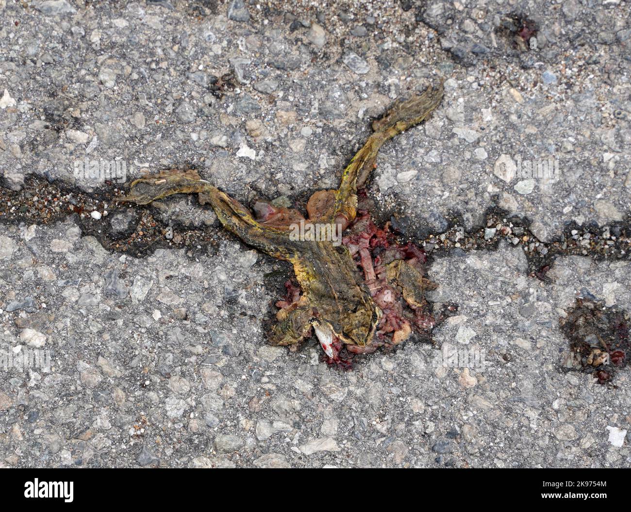 Dead toads hi-res stock photography and images - Alamy