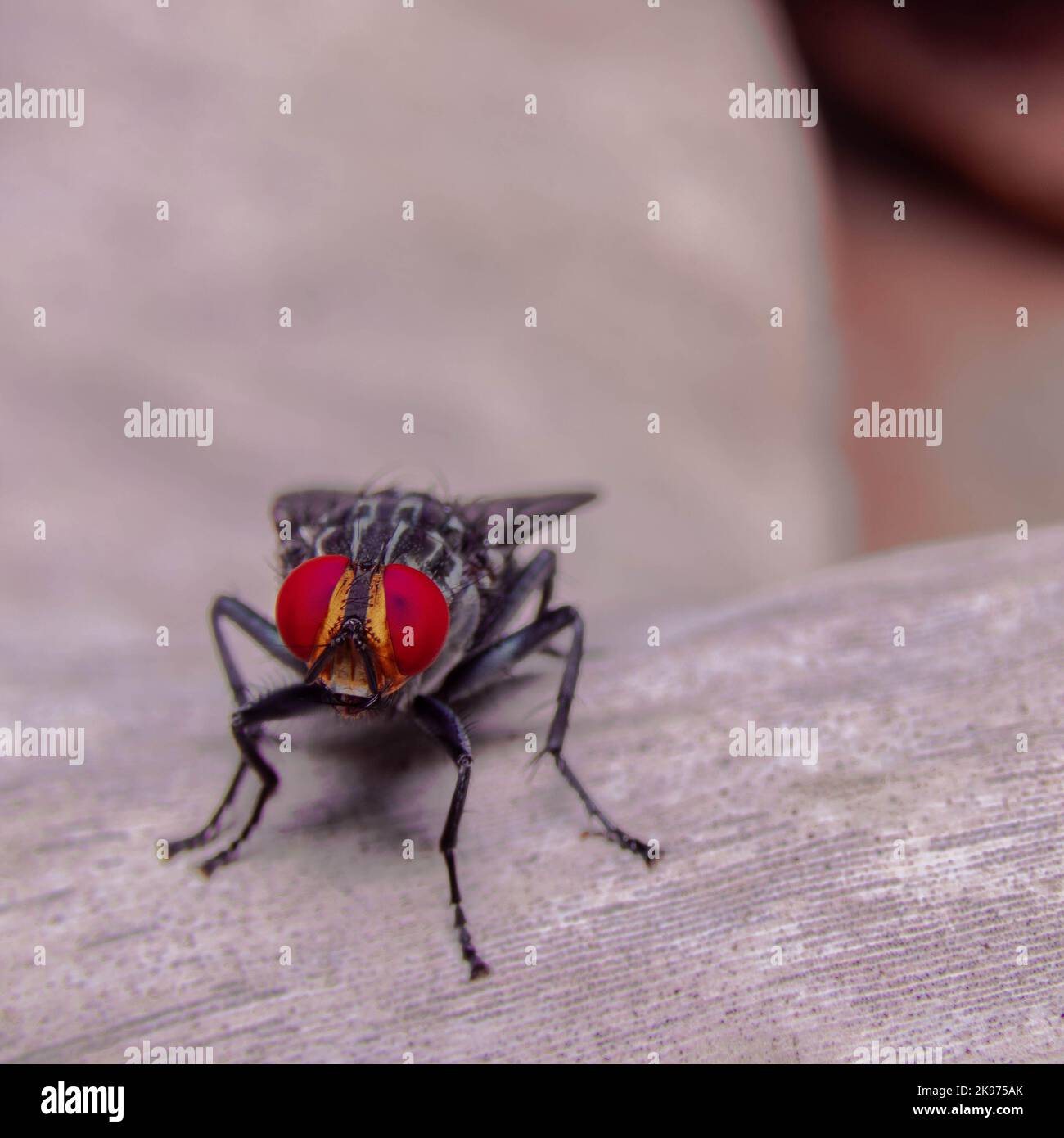 Fly red eyes macro hi-res stock photography and images - Alamy