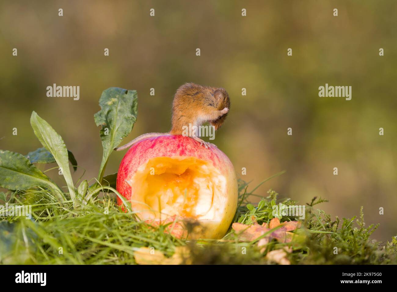 Mouse washing hi-res stock photography and images - Alamy
