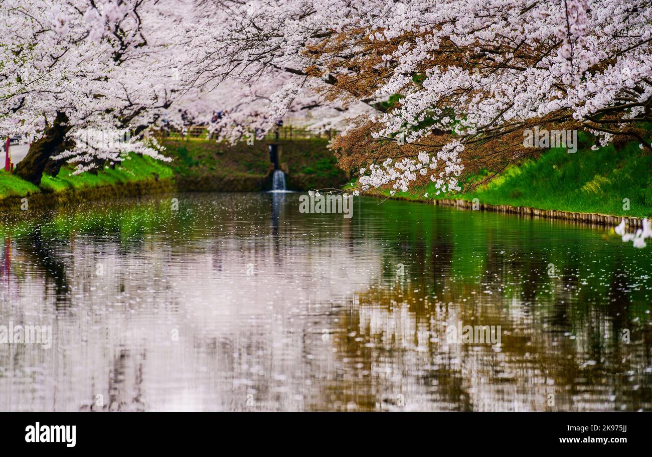An aerial view of lake with waterfall surrounded by blooming trees ...