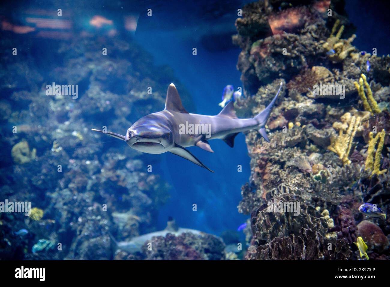 A shark swimming underwater inside the aquarium Stock Photo - Alamy