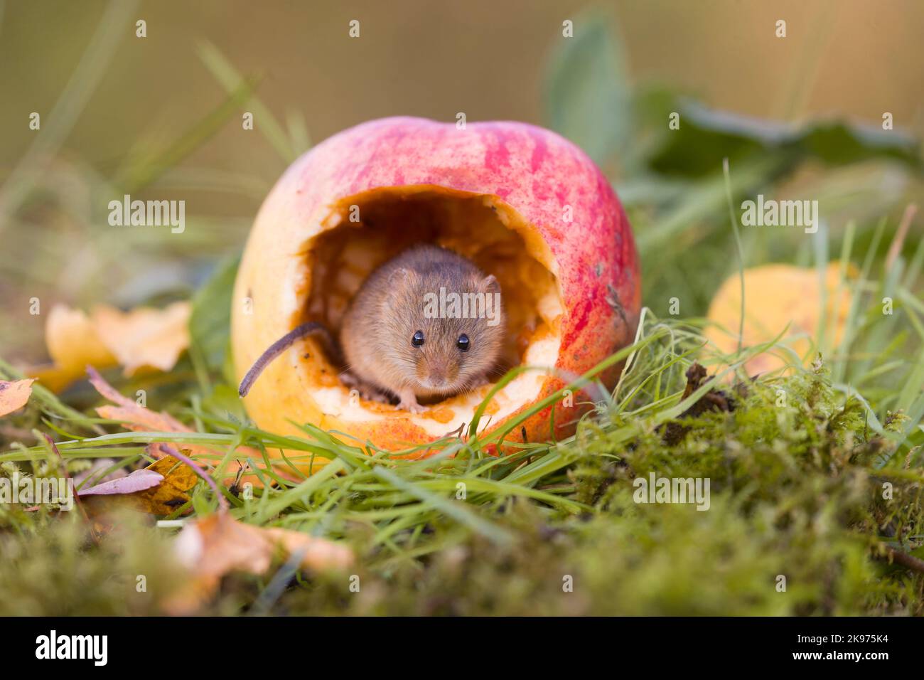Harvest mouse Micromys minutus, adult standing in apple, Suffolk ...