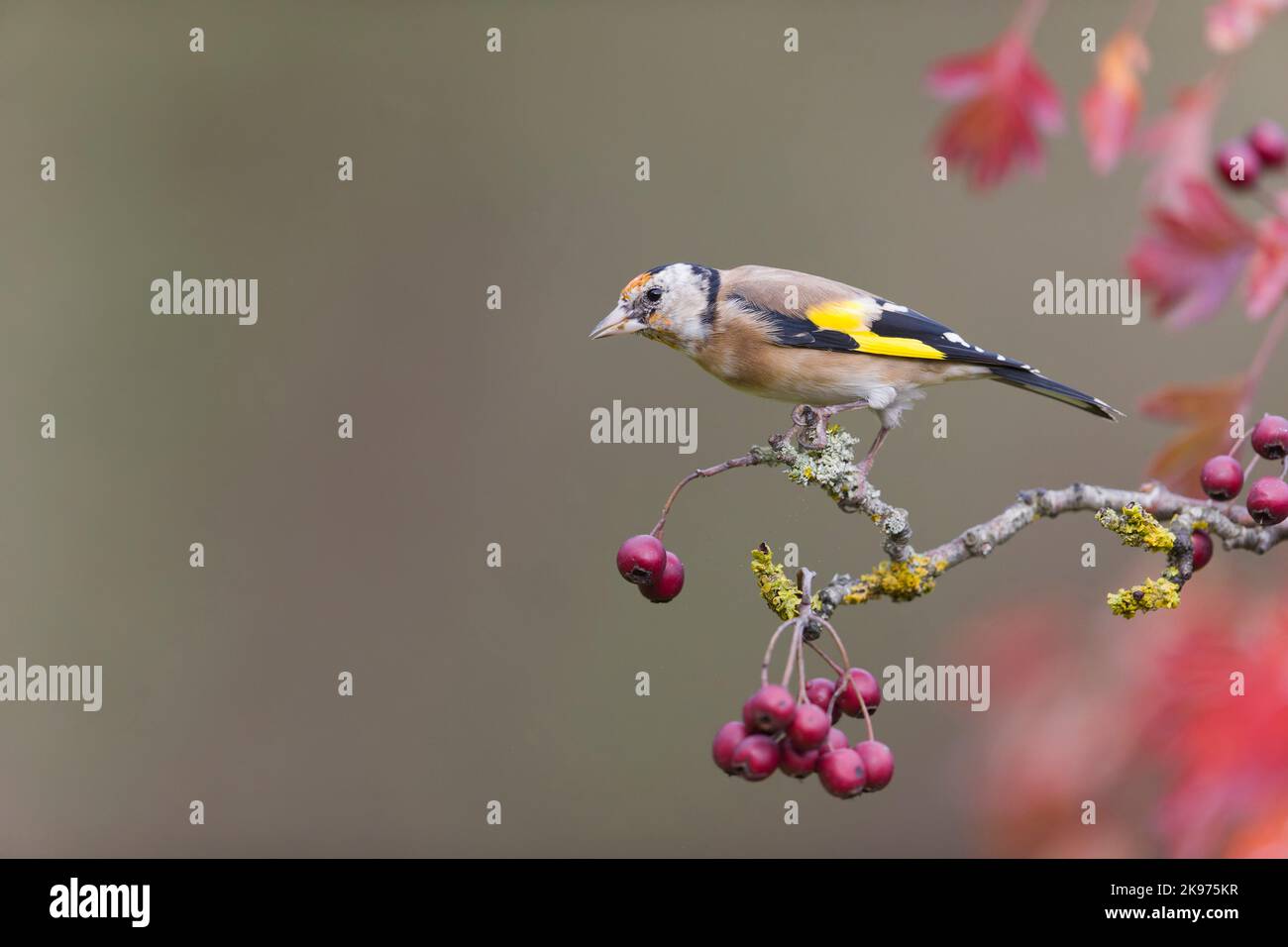 European goldfinch Carduelis carduelis, immature perched on hawthorn ...