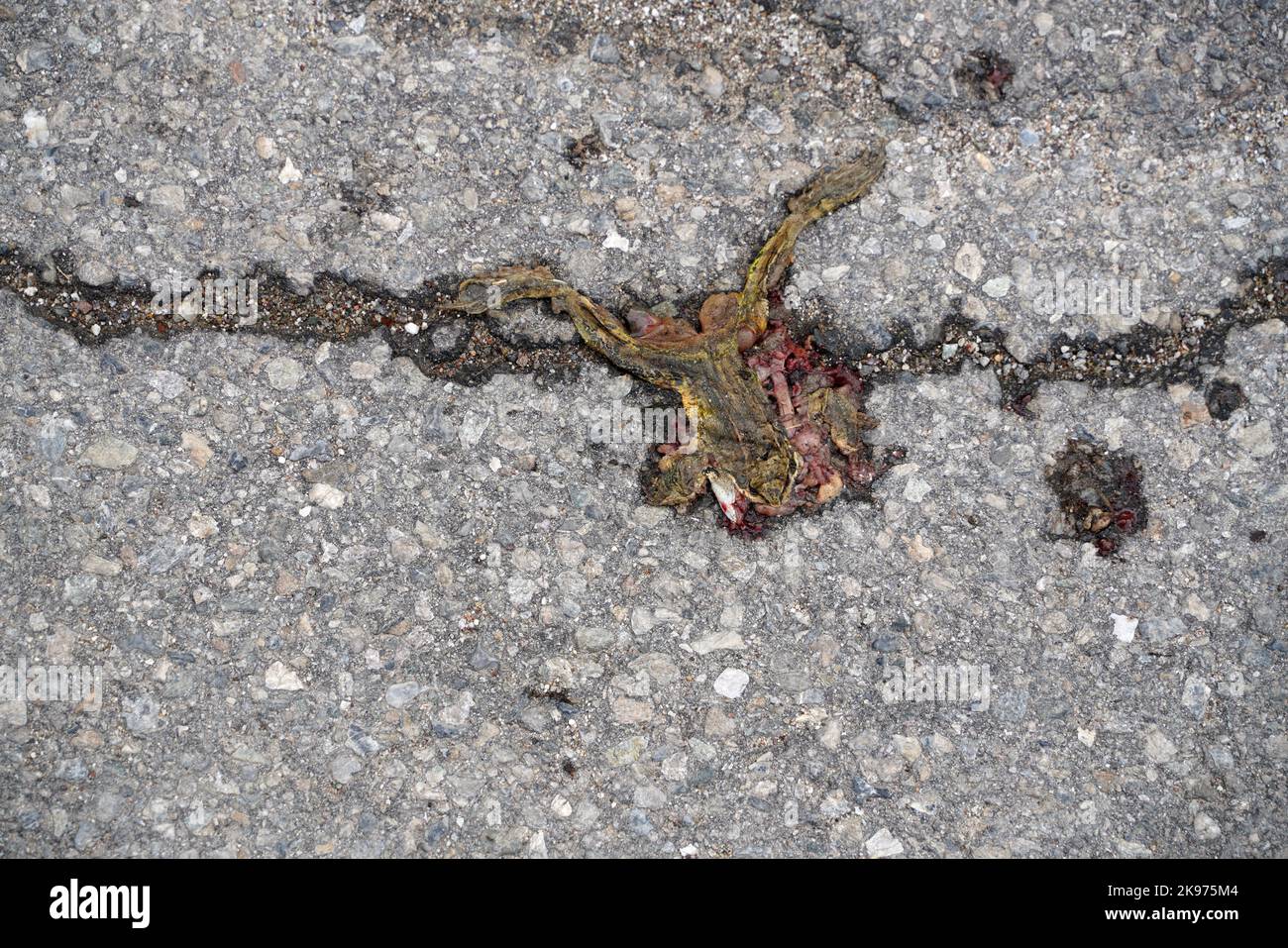 Dead toads hi-res stock photography and images - Alamy