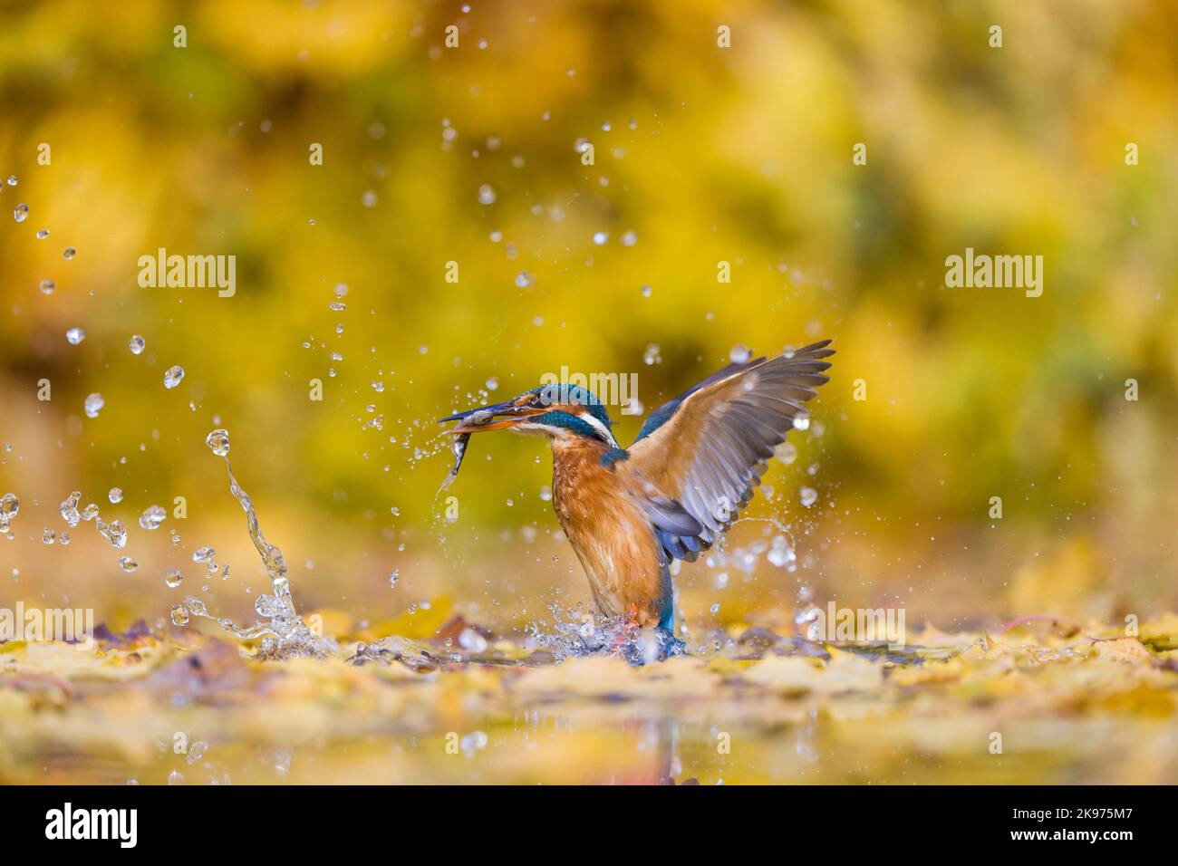 Common kingfisher Alcedo atthis, adult female emerging from dive with ...