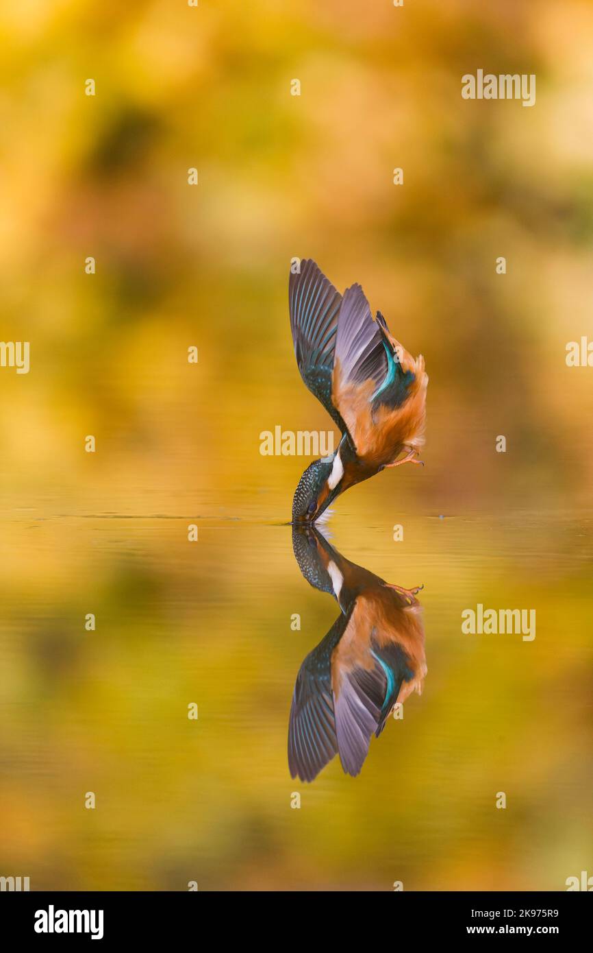 Common kingfisher Alcedo atthis, juvenile female diving with reflection, Suffolk, England ...