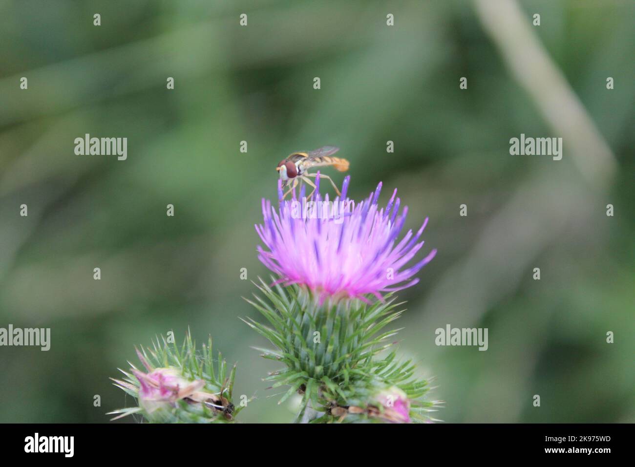 The close-up view of a Maize calligrapher on a thistle plant in the ...