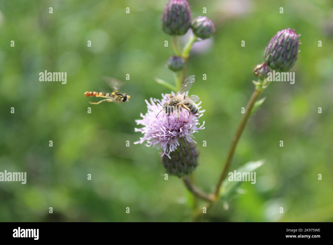 Maize calligrapher hi-res stock photography and images - Alamy