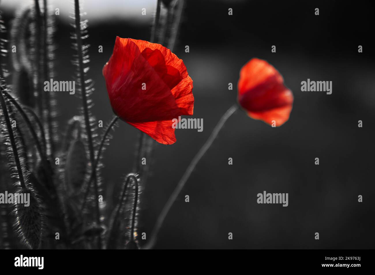 Red poppies flowers field for Remembrance day Stock Photo - Alamy