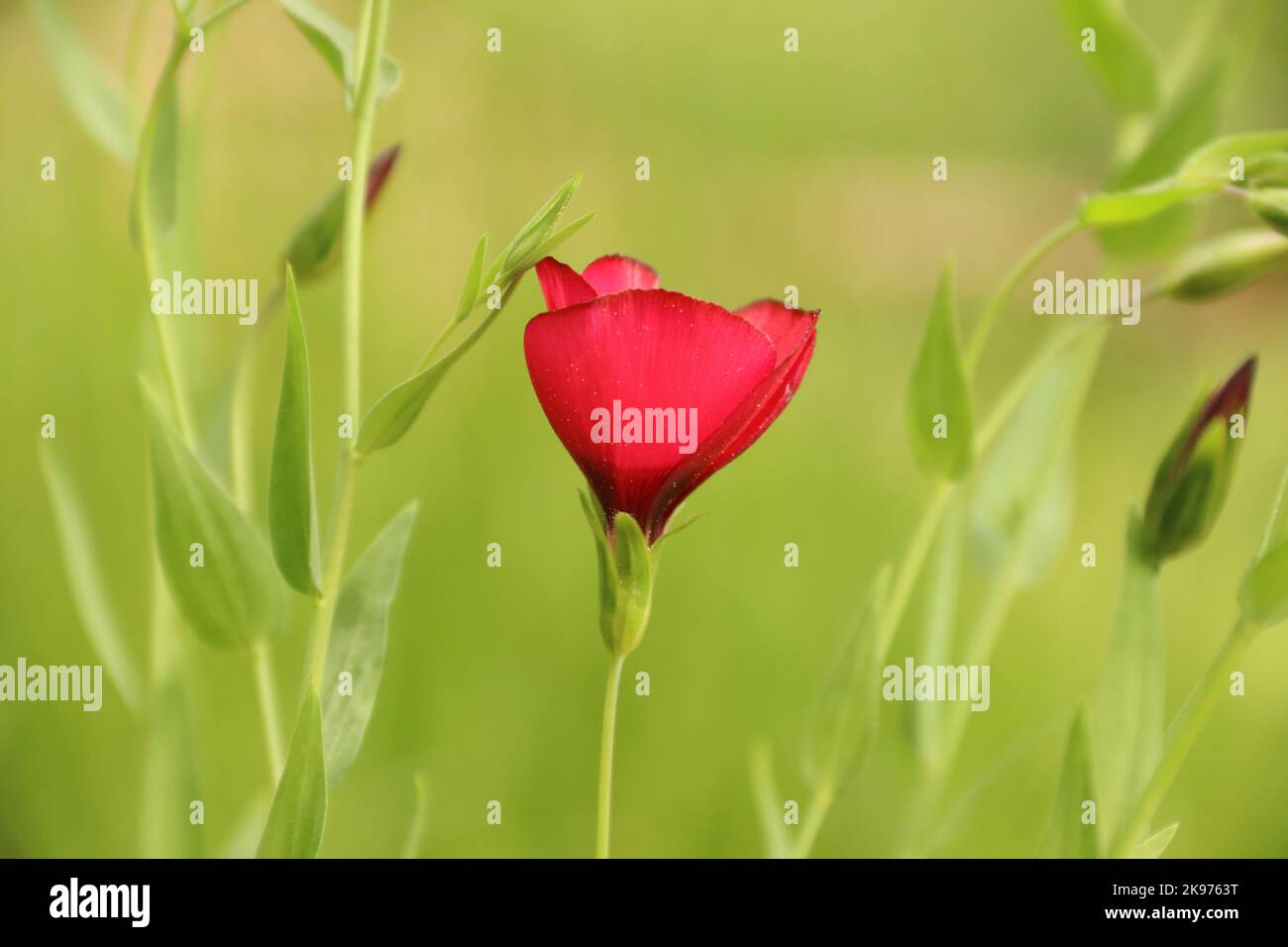A blooming red flower growing on a field Stock Photo - Alamy