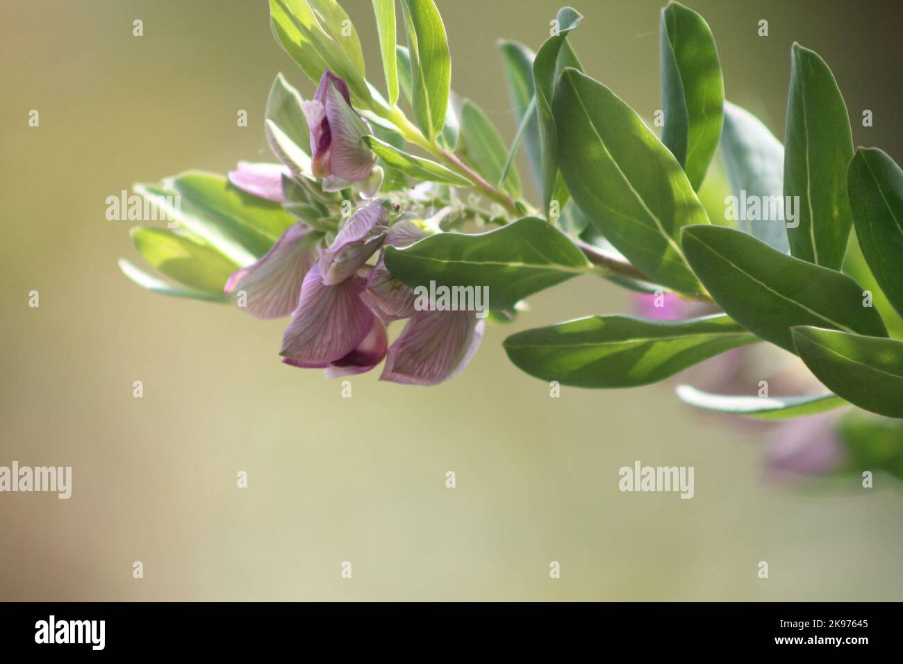 The close-up view of a Polygala myrtifolia plant branch with green ...
