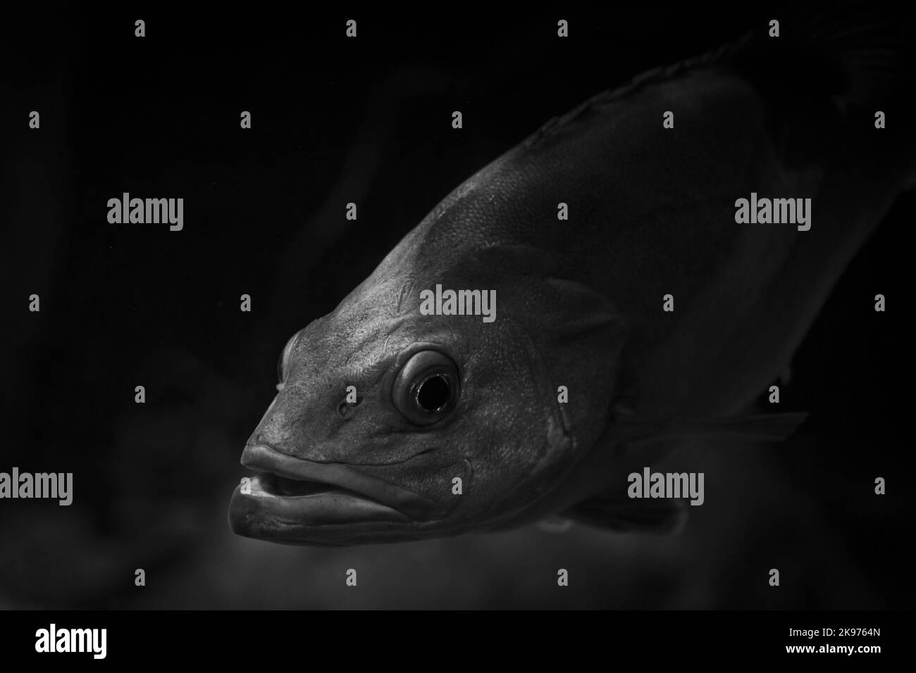 Inside an aquarium Black and White Stock Photos & Images - Alamy