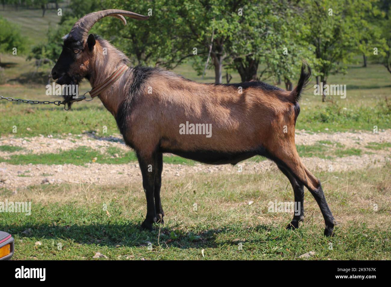 Single brown male goat with dark legs and horns, in countryside in ...