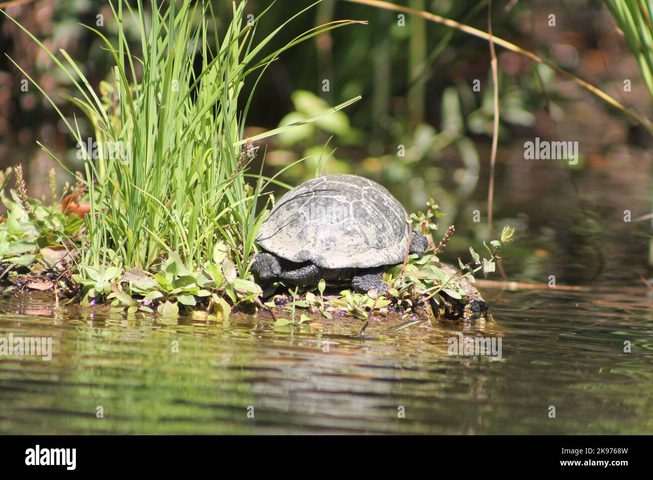 Turtle climbing out of pond hi-res stock photography and images - Alamy