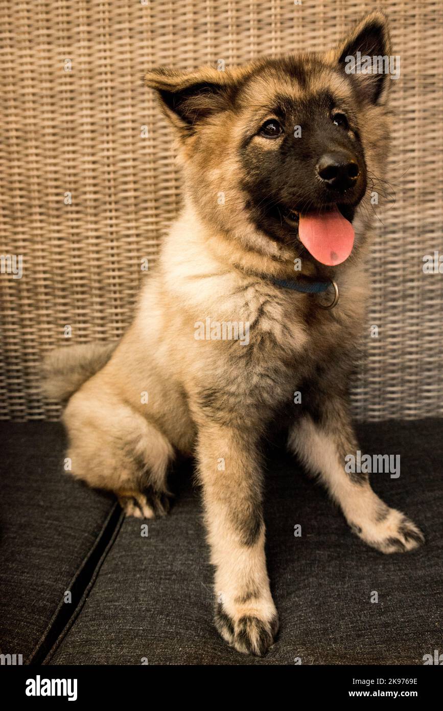 A vertical shot of a cute fluffy Norwegian Lundehund puppy looking ...